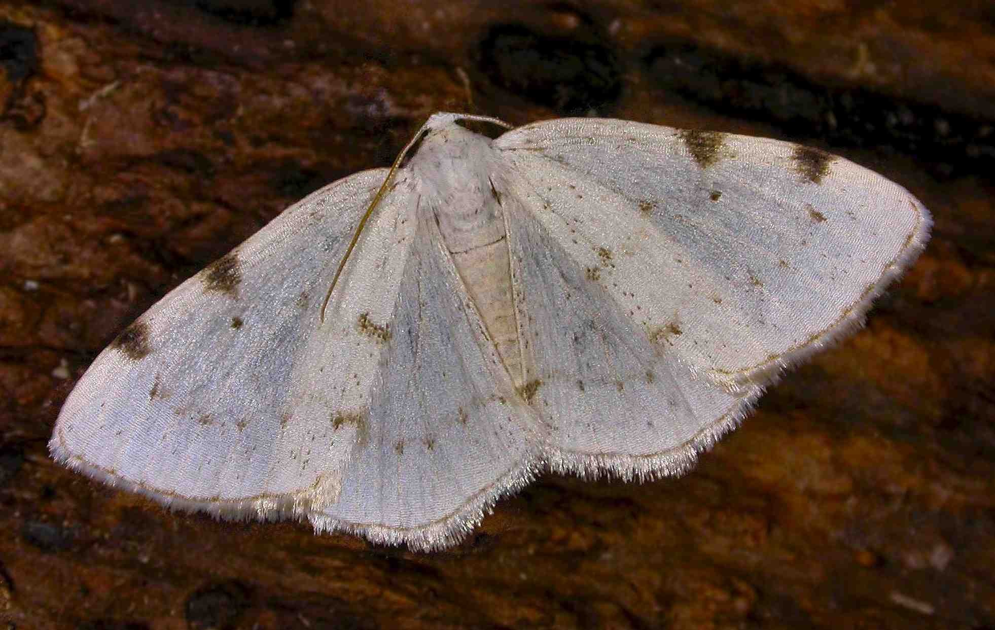 White Spotted Pinion