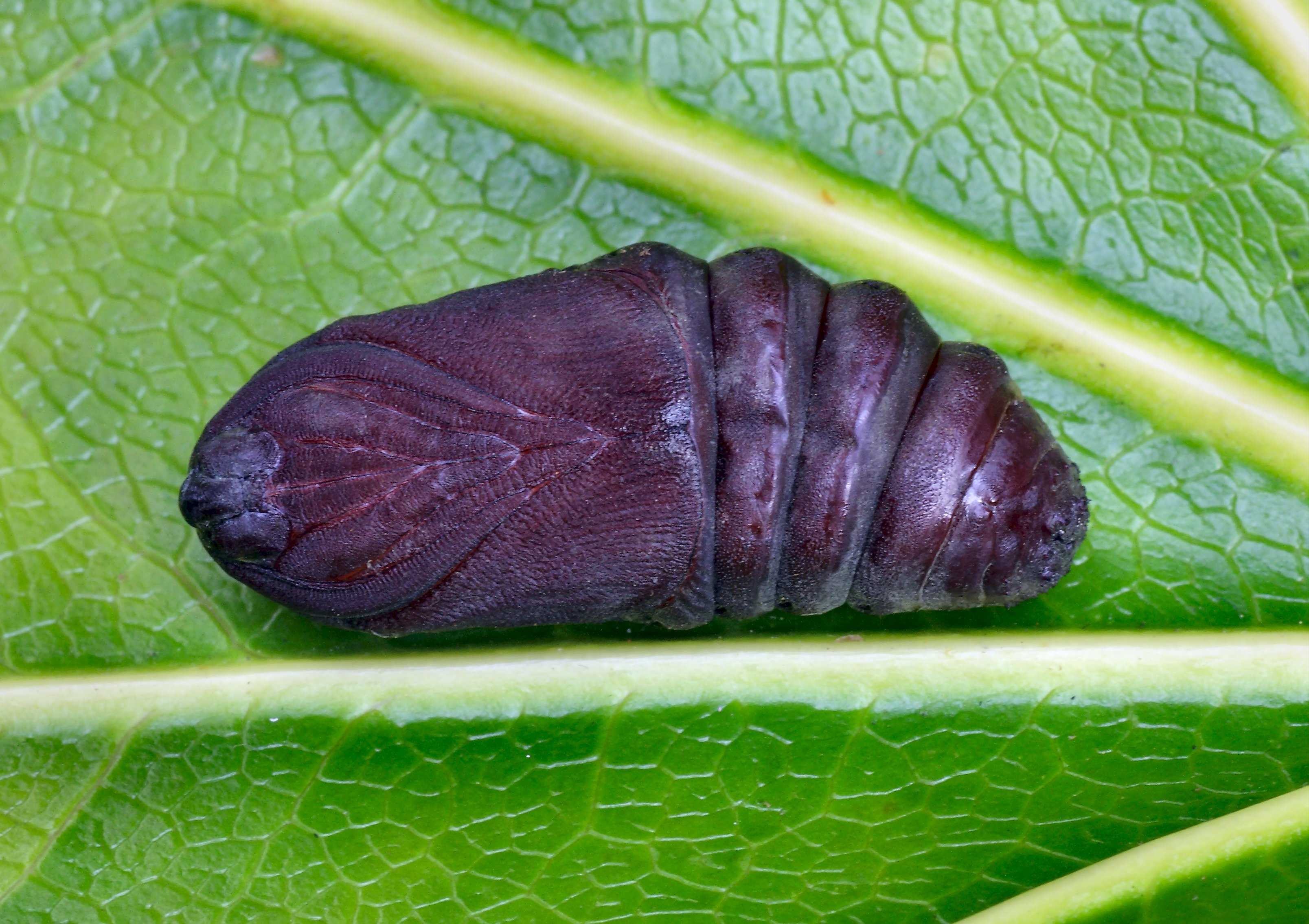 Lepidoptera Life Cycle