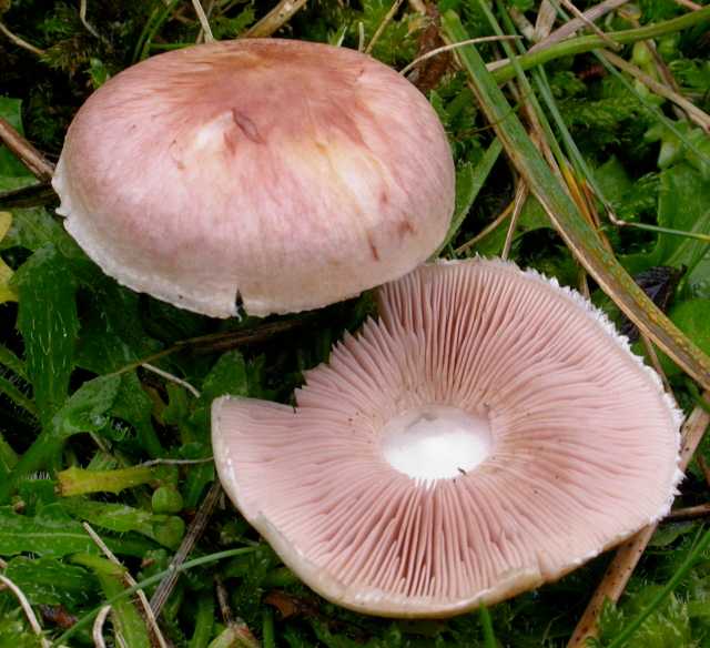 Fungal Gallery