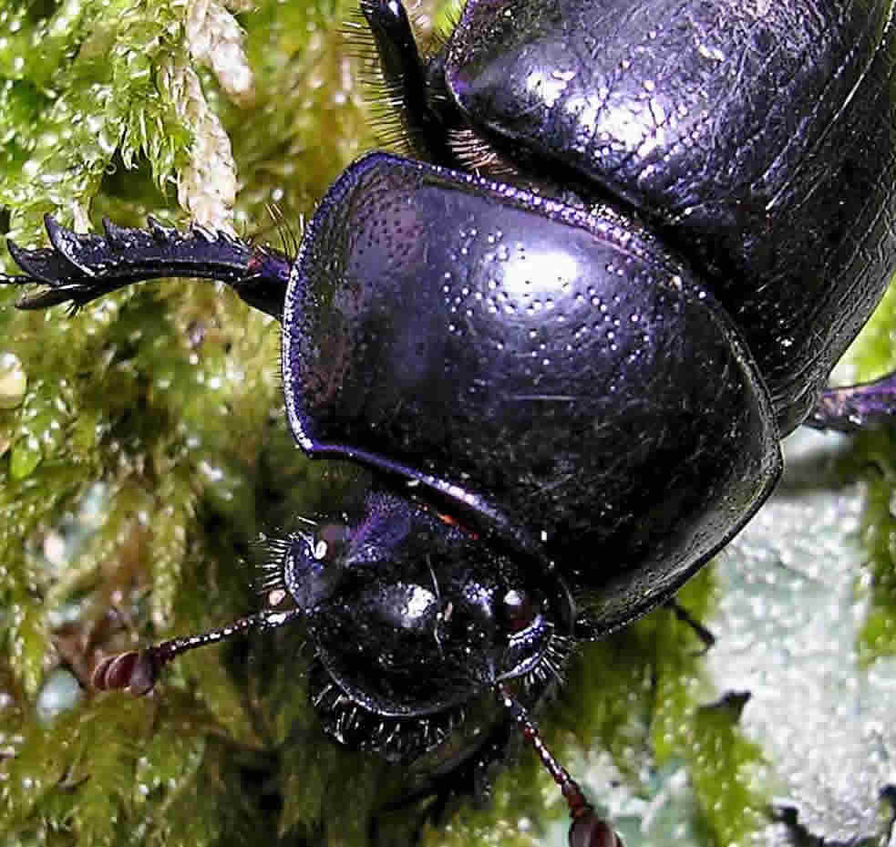 Insect Gallery
