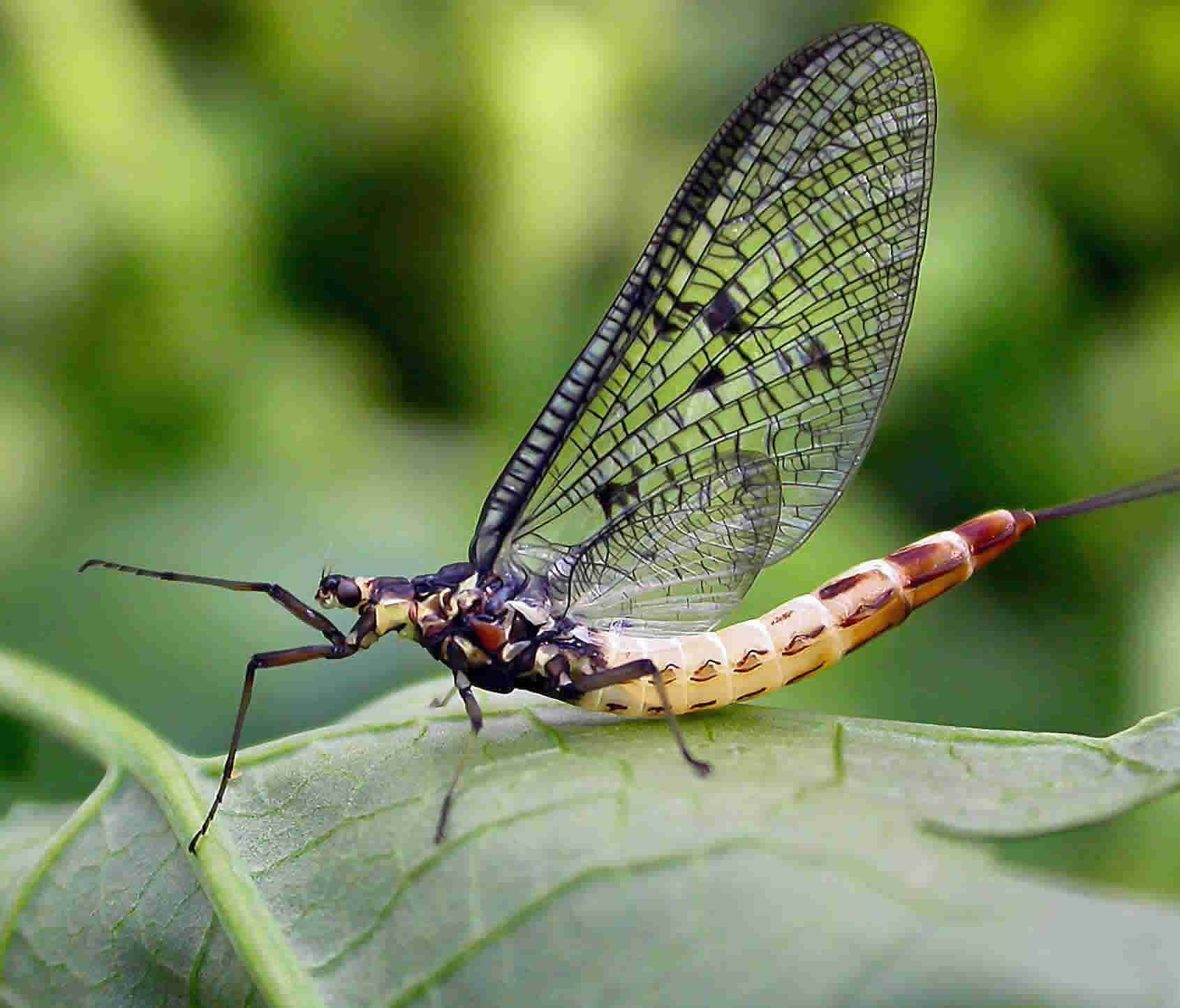 Insect Gallery